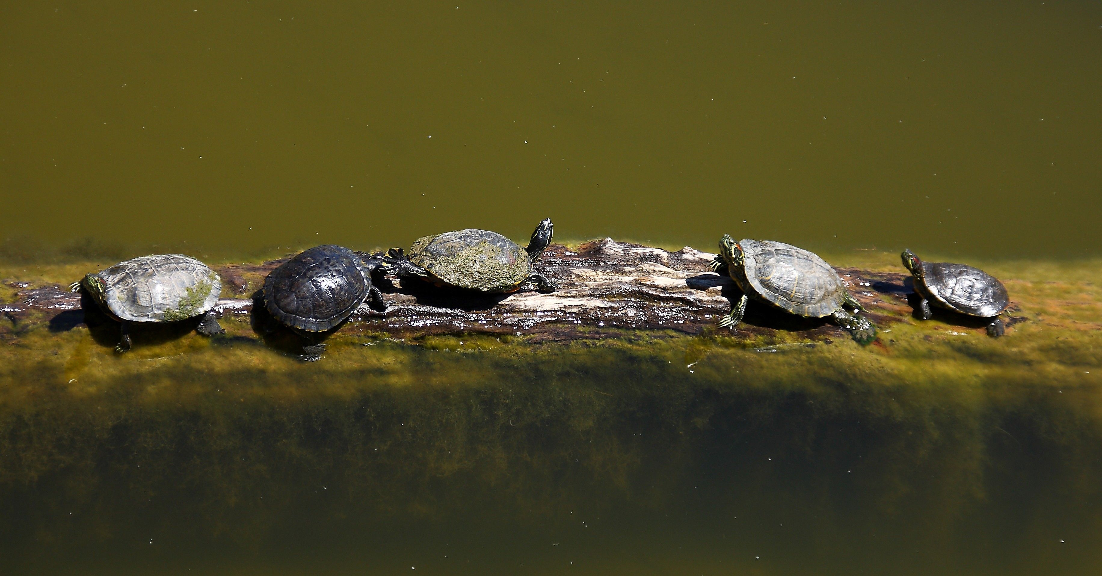 Turtles on a Log