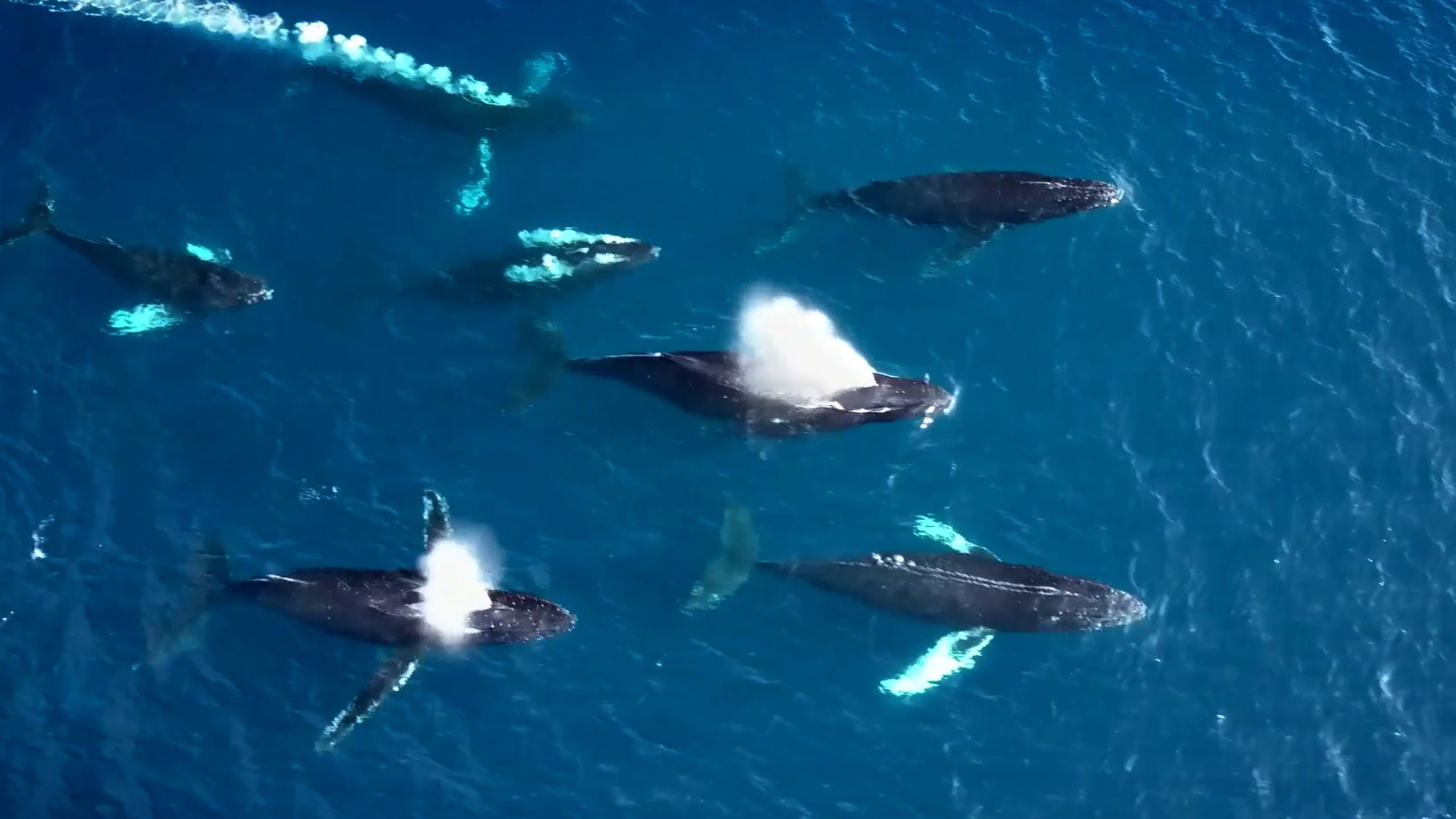 Migration: A Yearning for Home