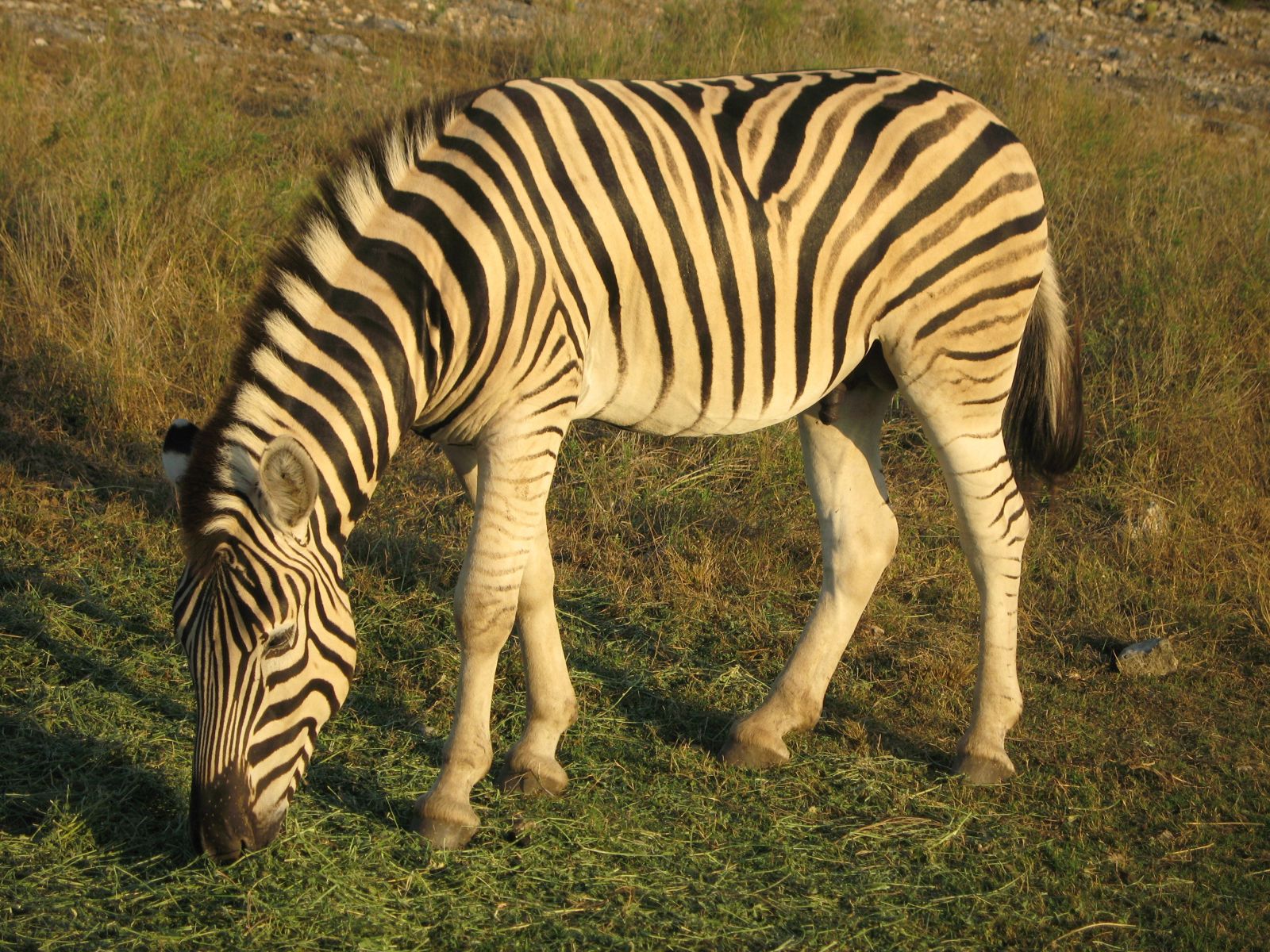 Zebra Grazing