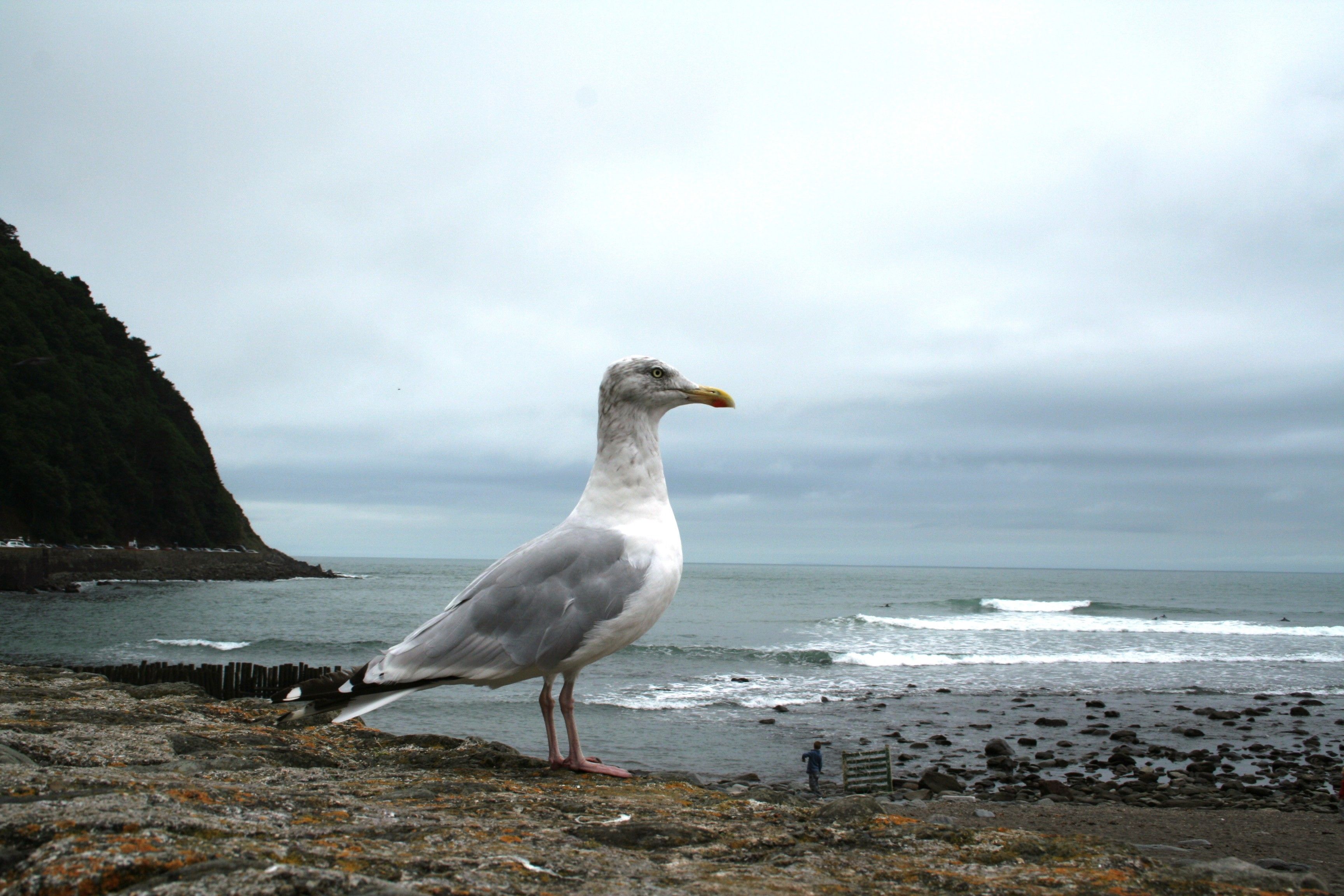 Seagull on a Beach