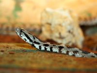 Unidade 2, Dia 2 Mateus 3