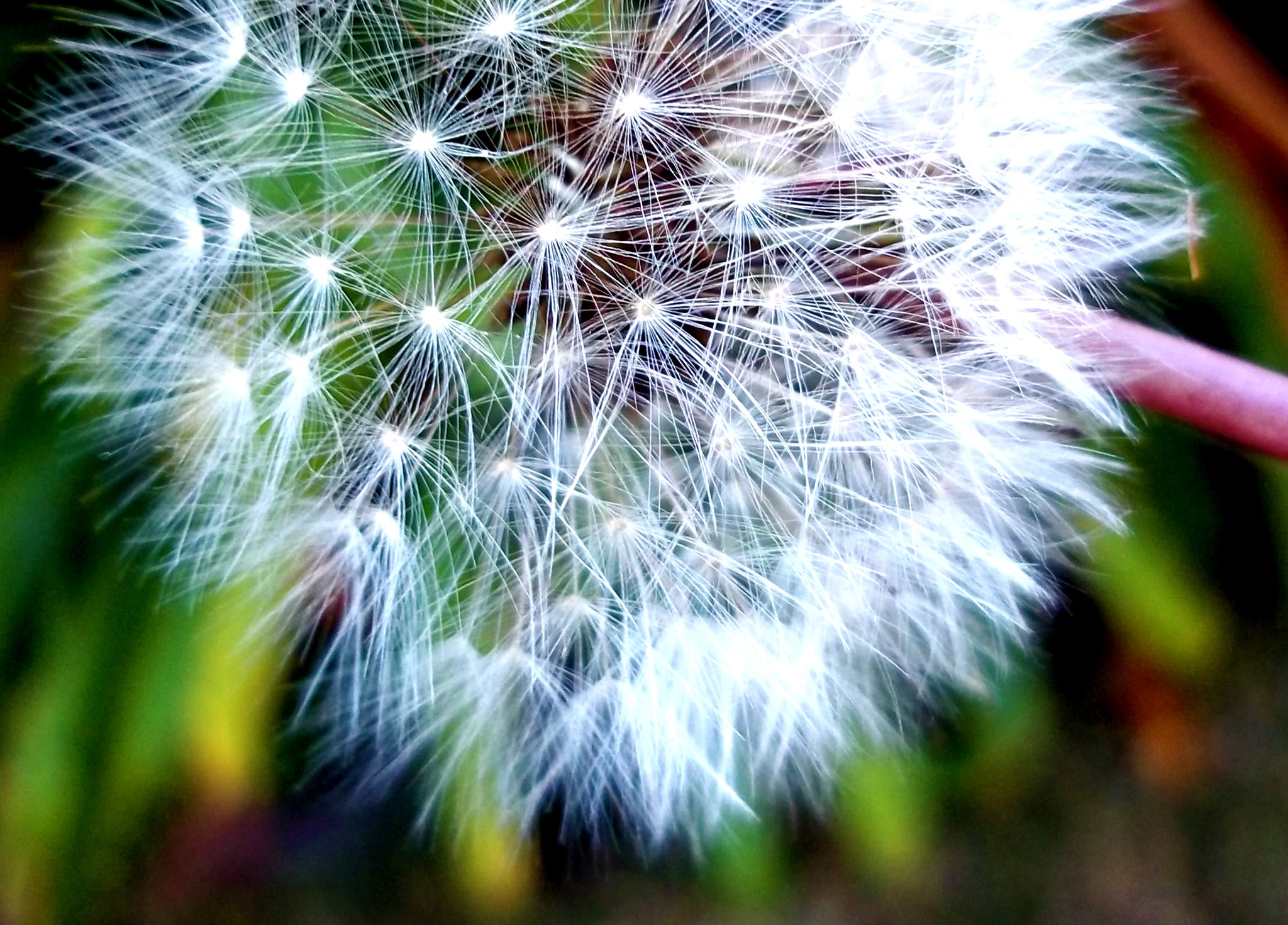 Dandelion