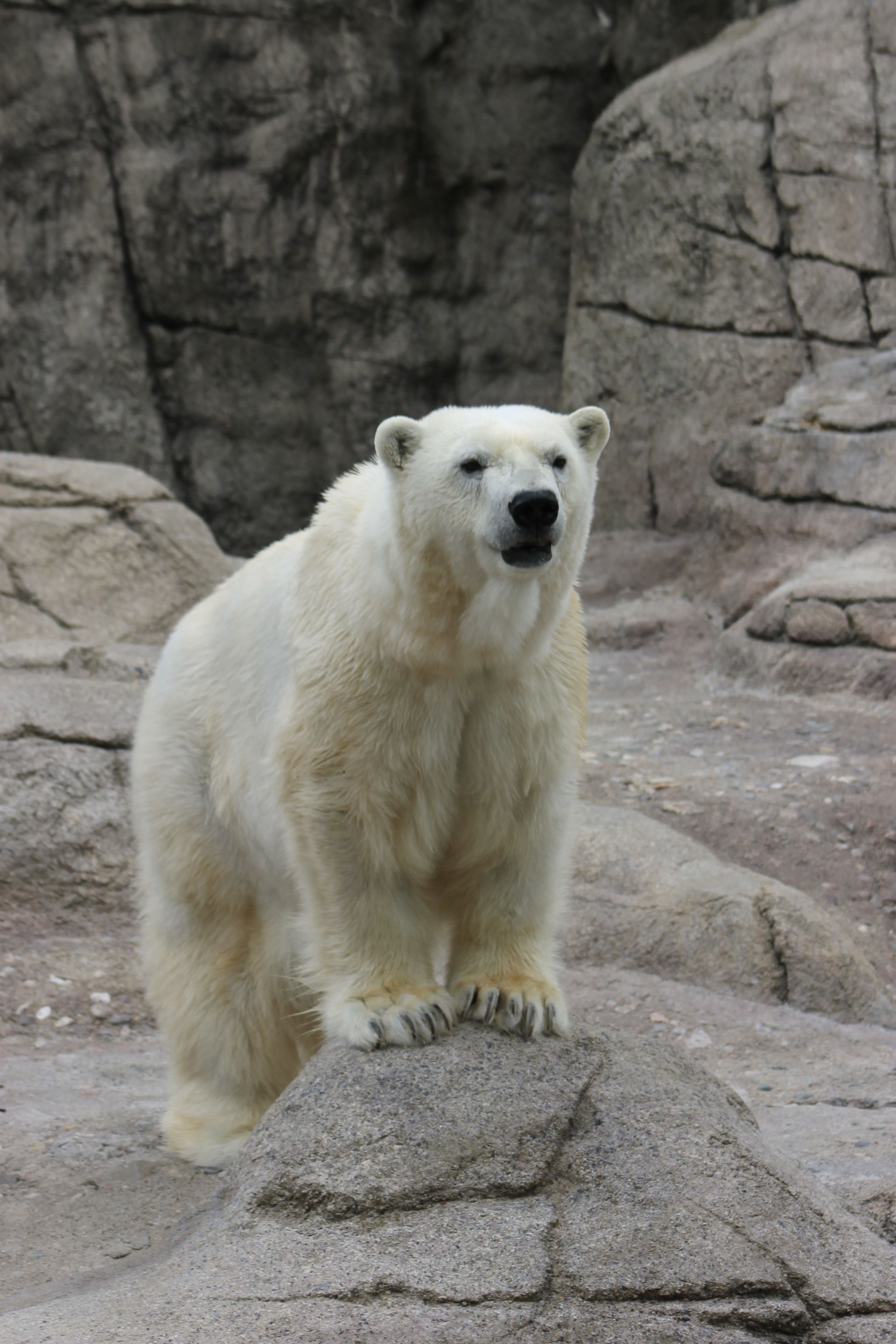 Polar Bear