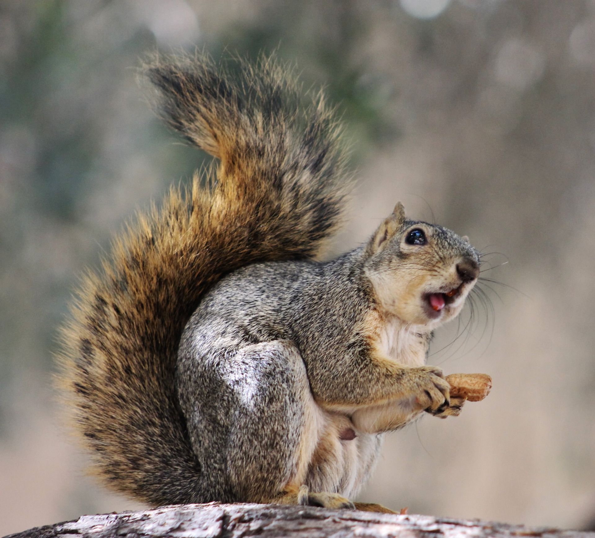 Squirrel Eating Nut