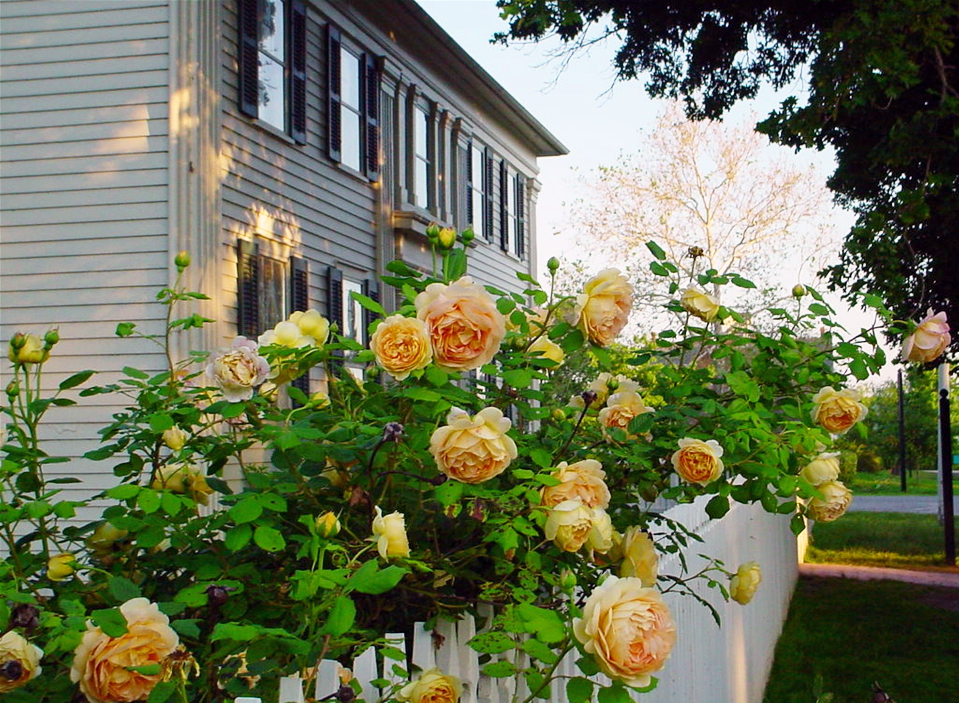Nauvoo Mansion House Roses
