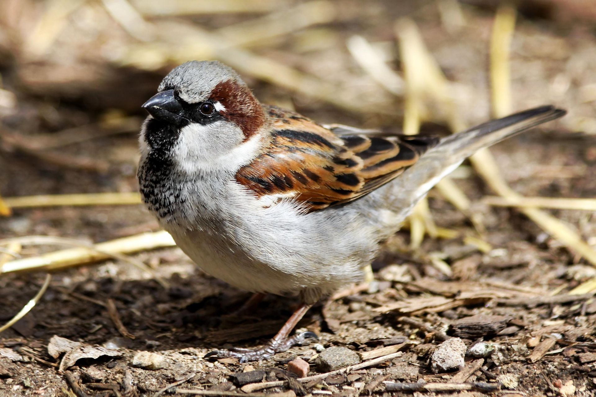 Sparrow