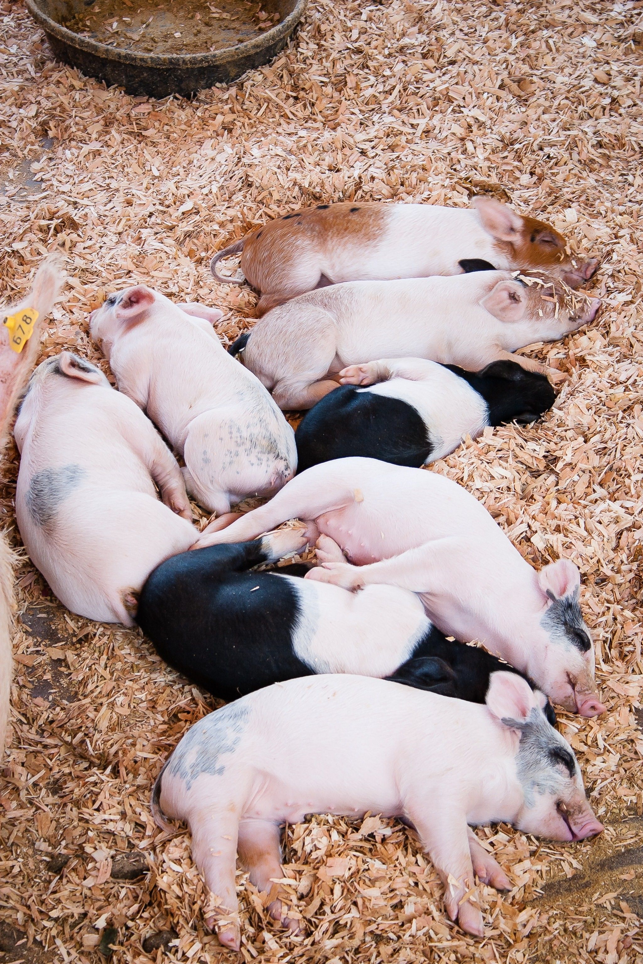 Sleeping Pigs