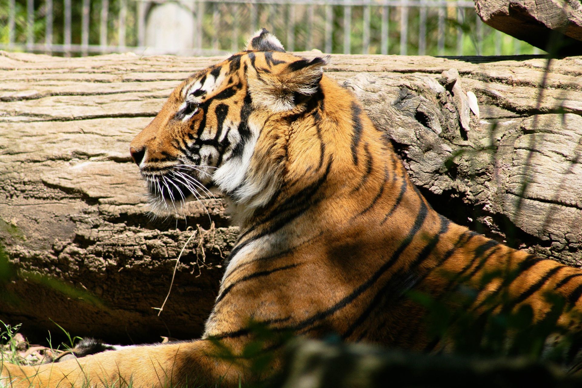 Tiger at Zoo