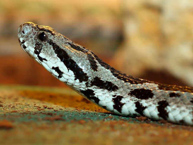 New Testament Seminary Teacher Manual