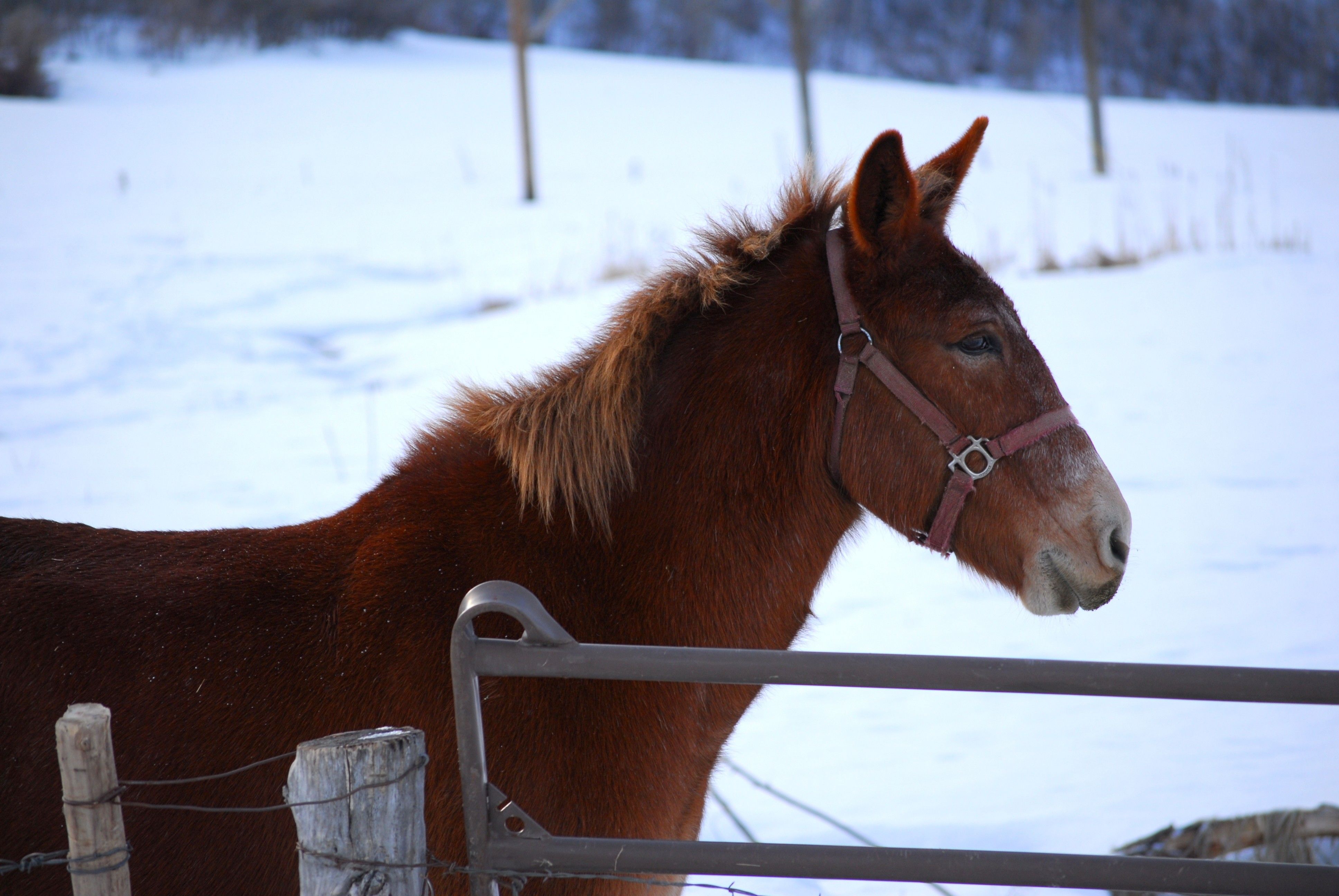 Mule in Winter