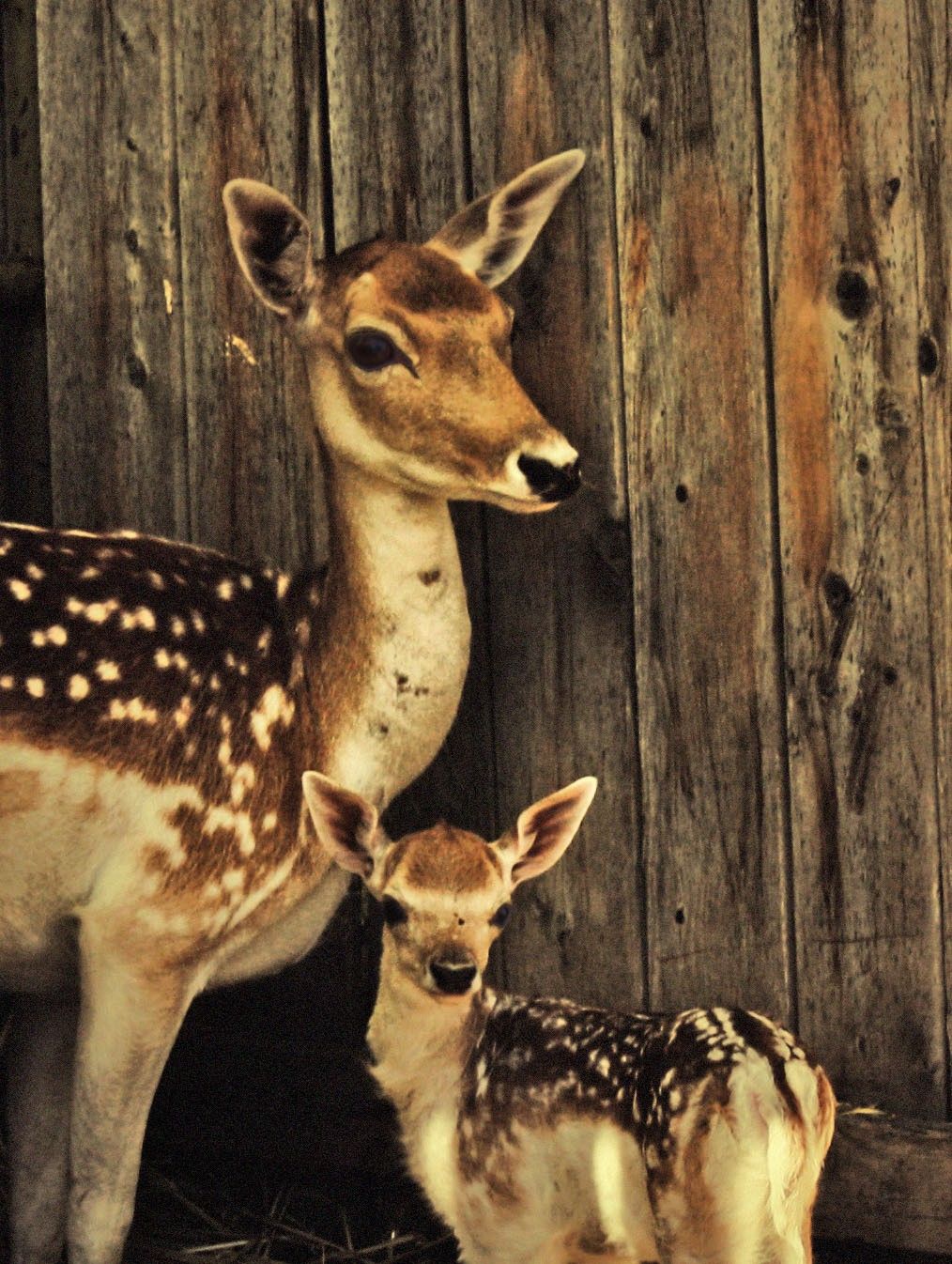 Two Fawns