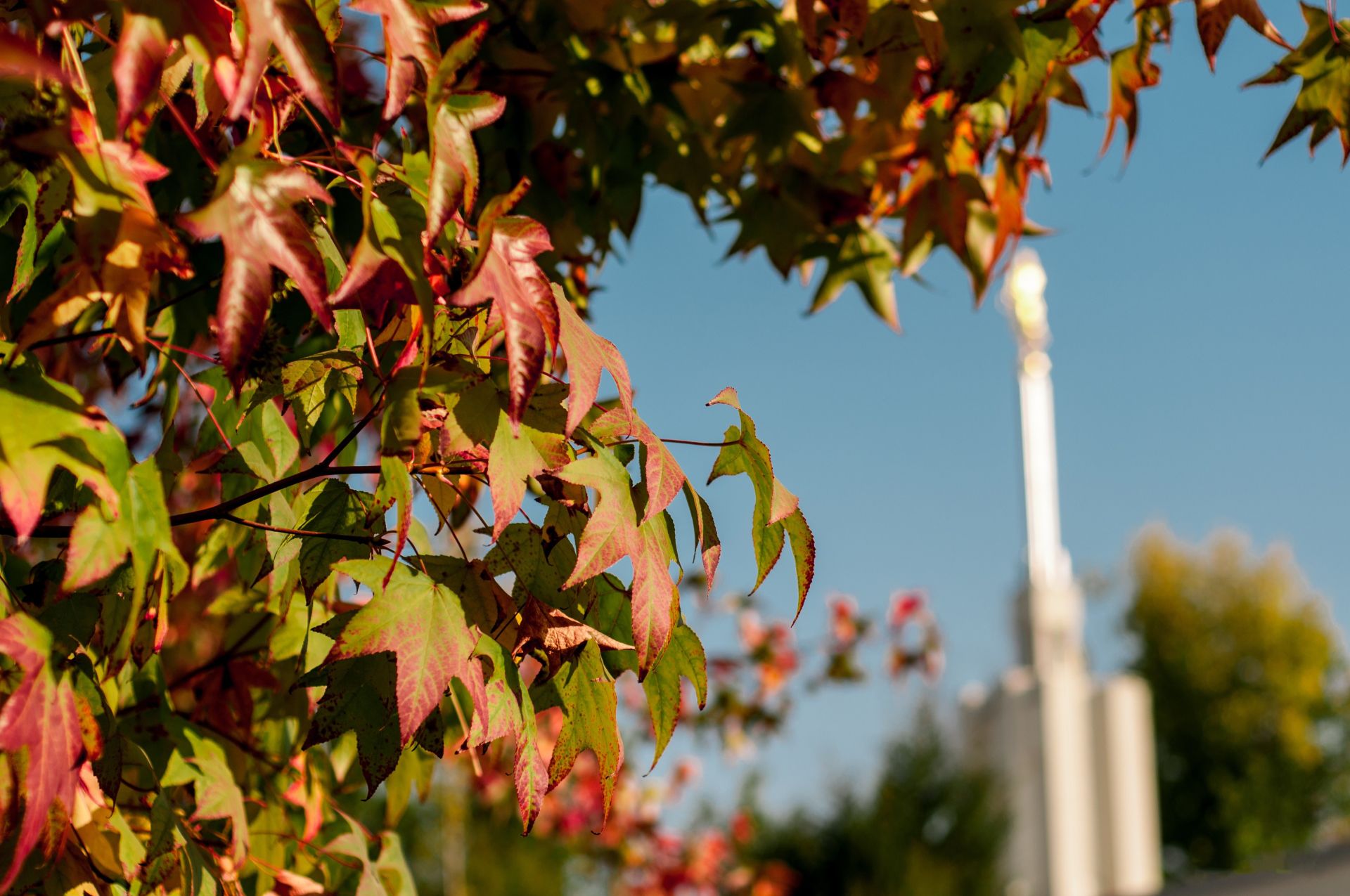 Santiago Chile Temple in the Fall