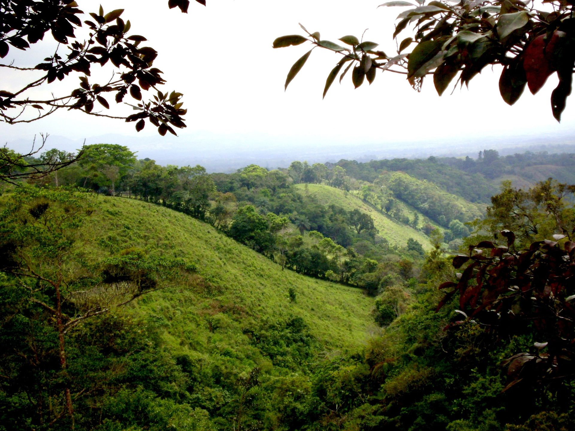 Trees in a Valley