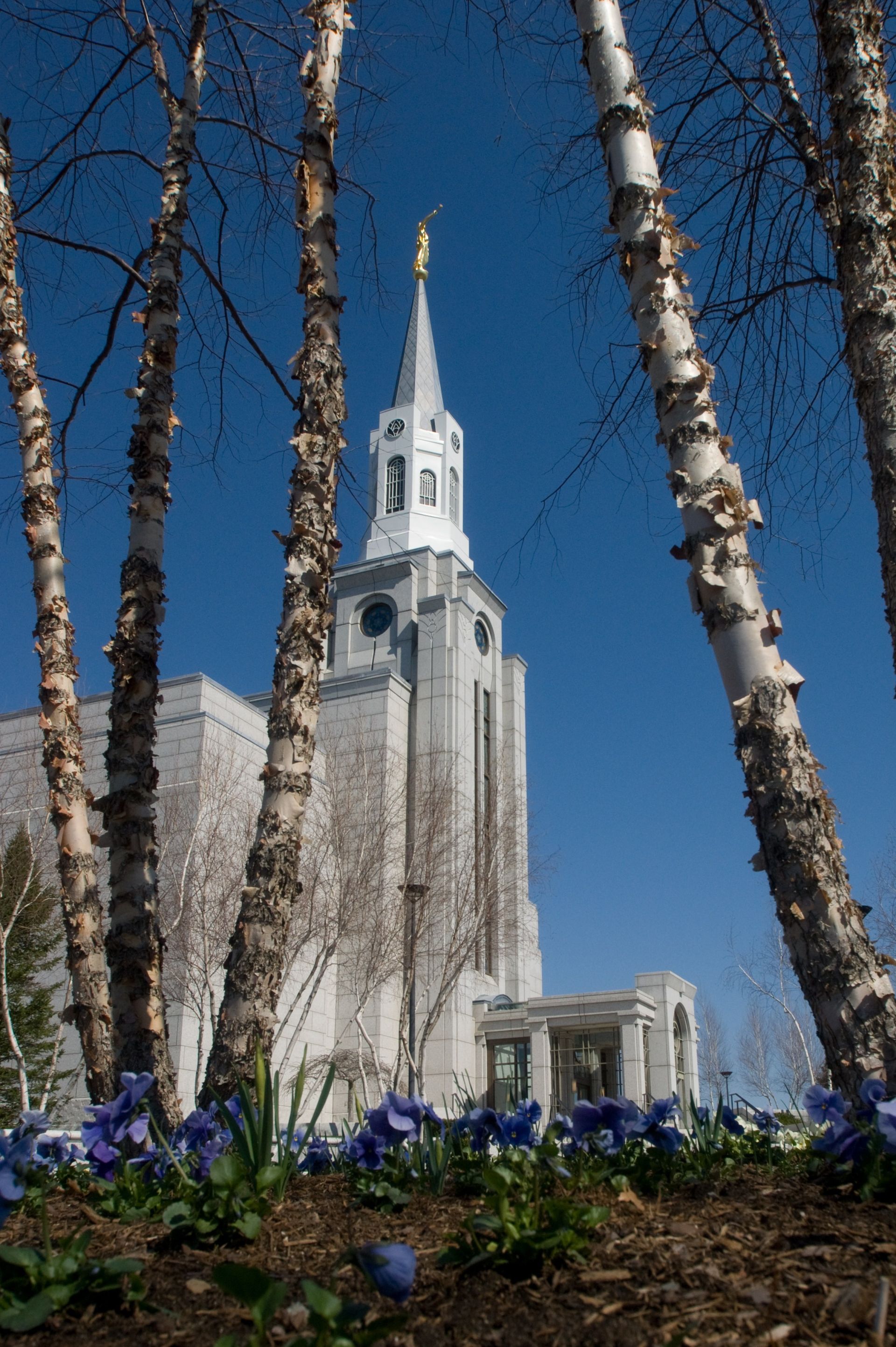 Trees on the Boston Massachusetts Temple Grounds