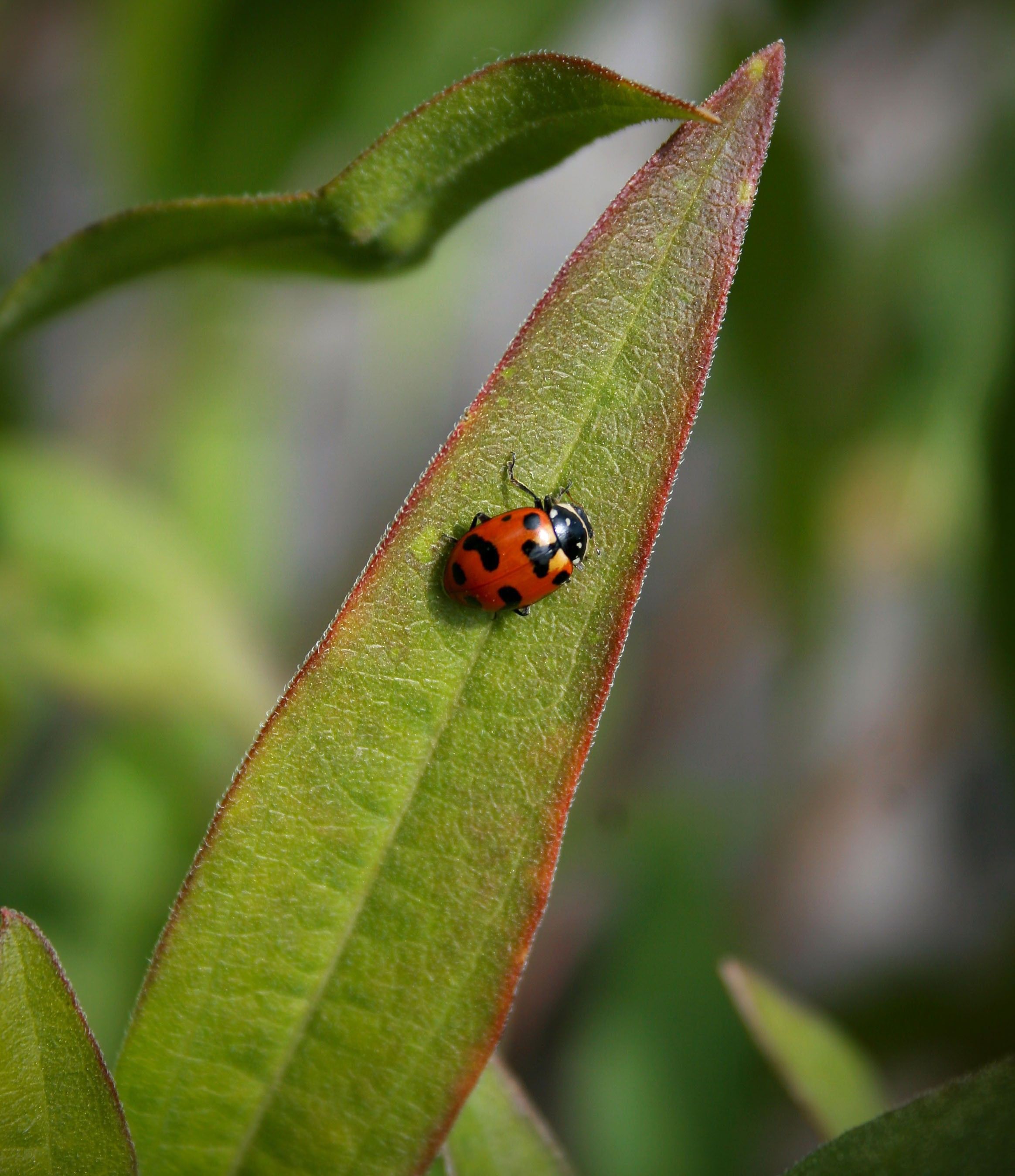 Ladybug