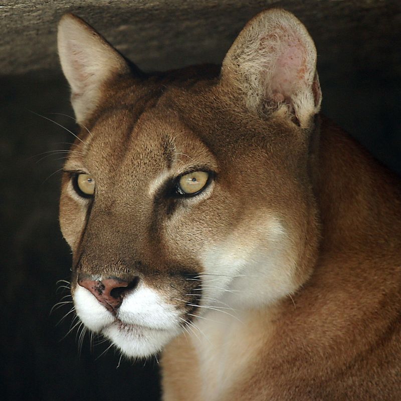 Cougar
