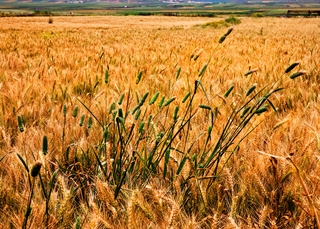 Lesson 32: Doctrine and Covenants 85–87