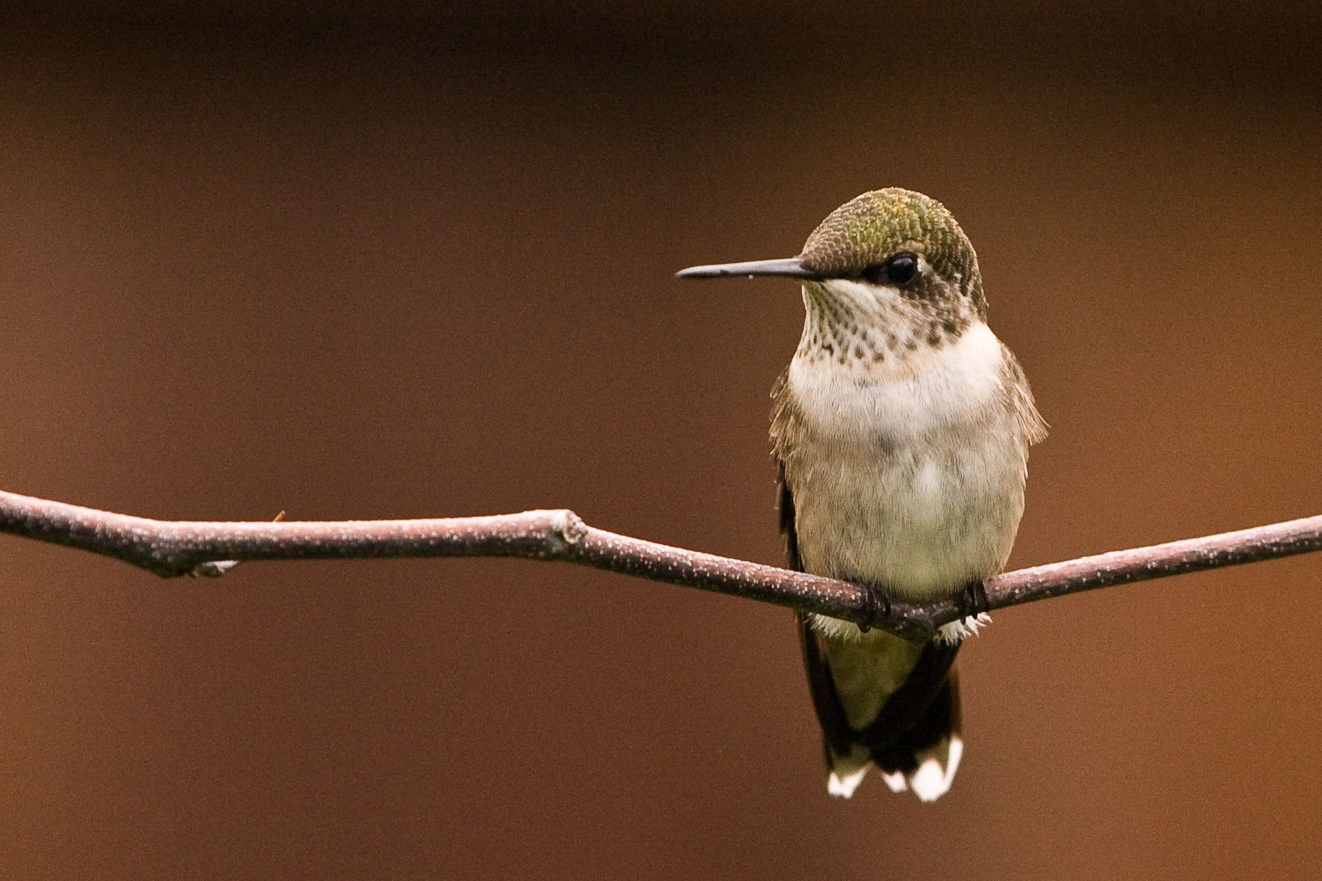 Perched Hummingbird