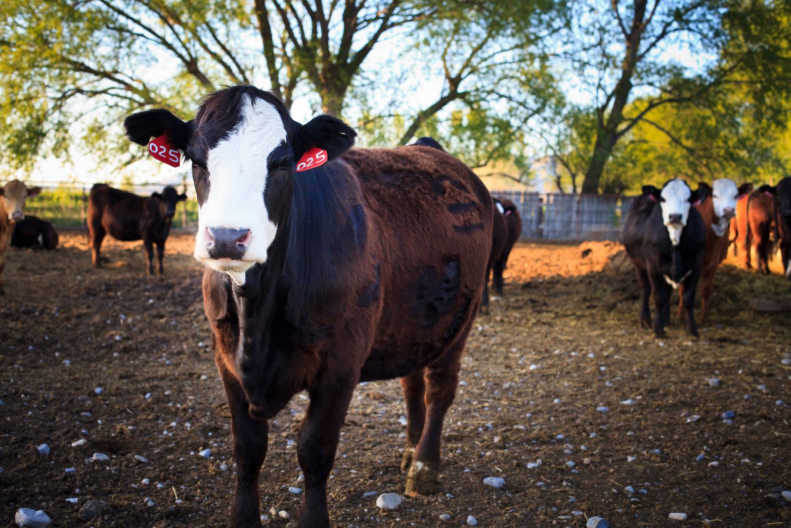 Cow in a Corral