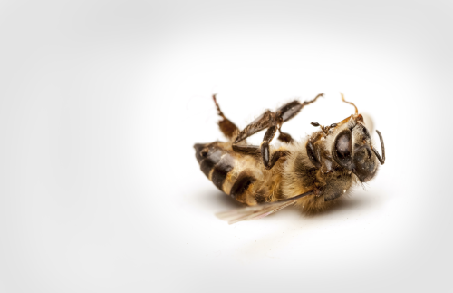 The Parable of the Unwise Bee