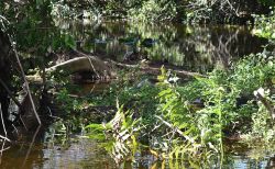 Mosquito-Borne Diseases