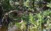 Mosquito-Borne Diseases