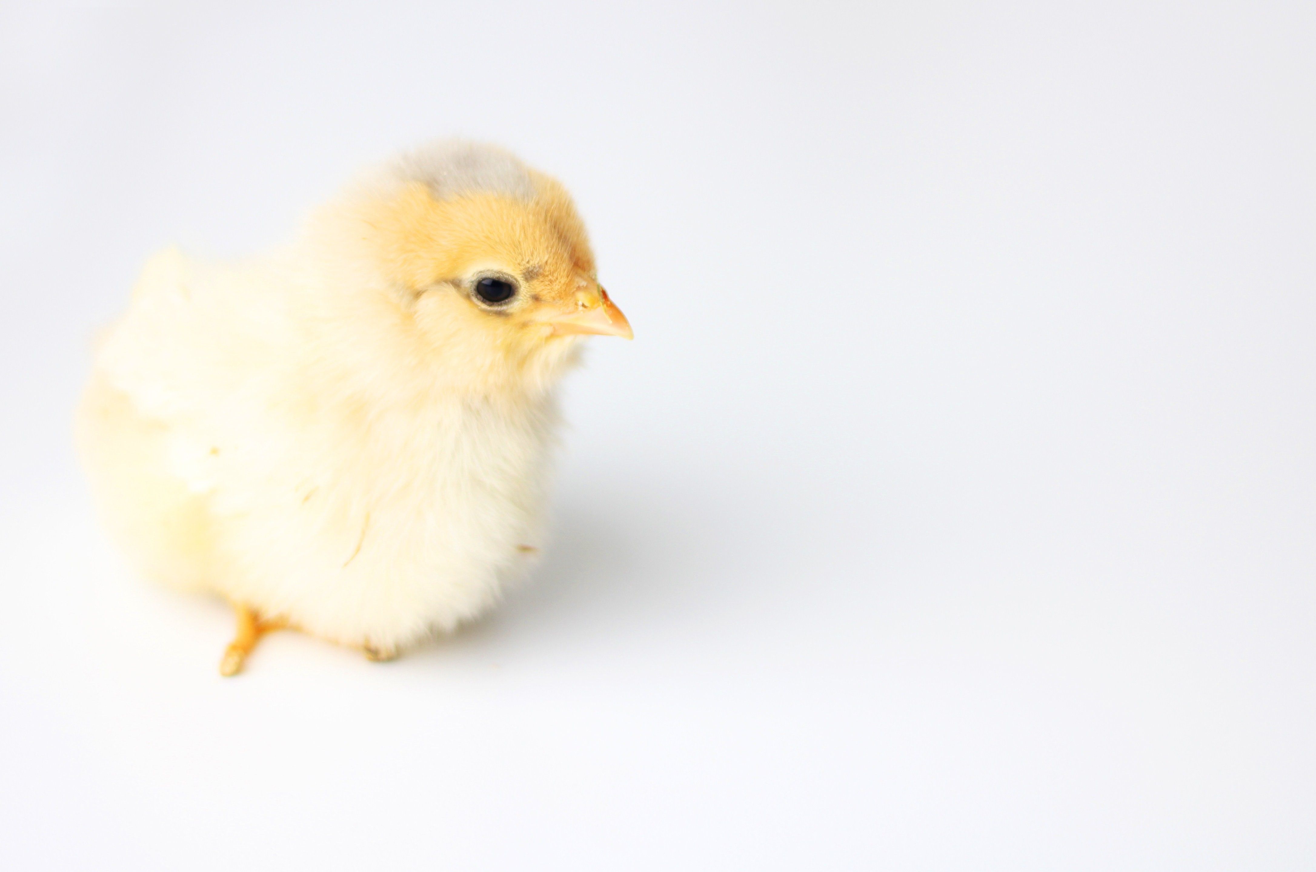 Baby Chick