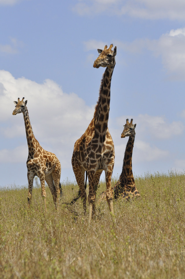 Giraffes